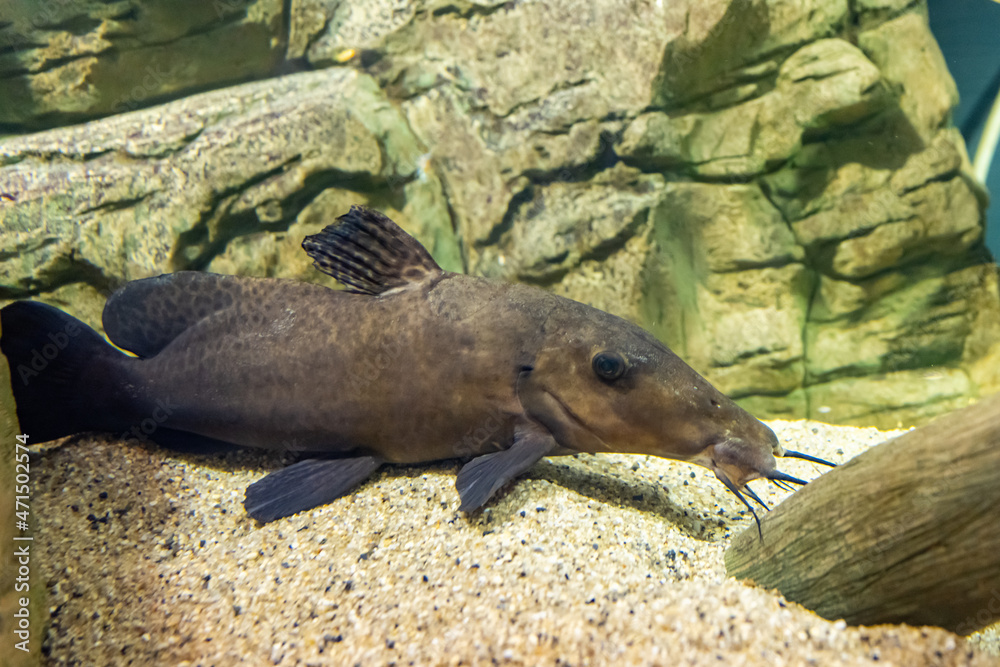 Sad catfish fish in the aquarium. Animals in captivity. Stock Photo ...