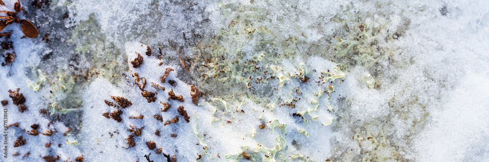 The frozen winter tundra in the Arctic. Moss, lichen and small plants ...