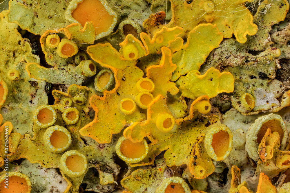 Lichen Microscope