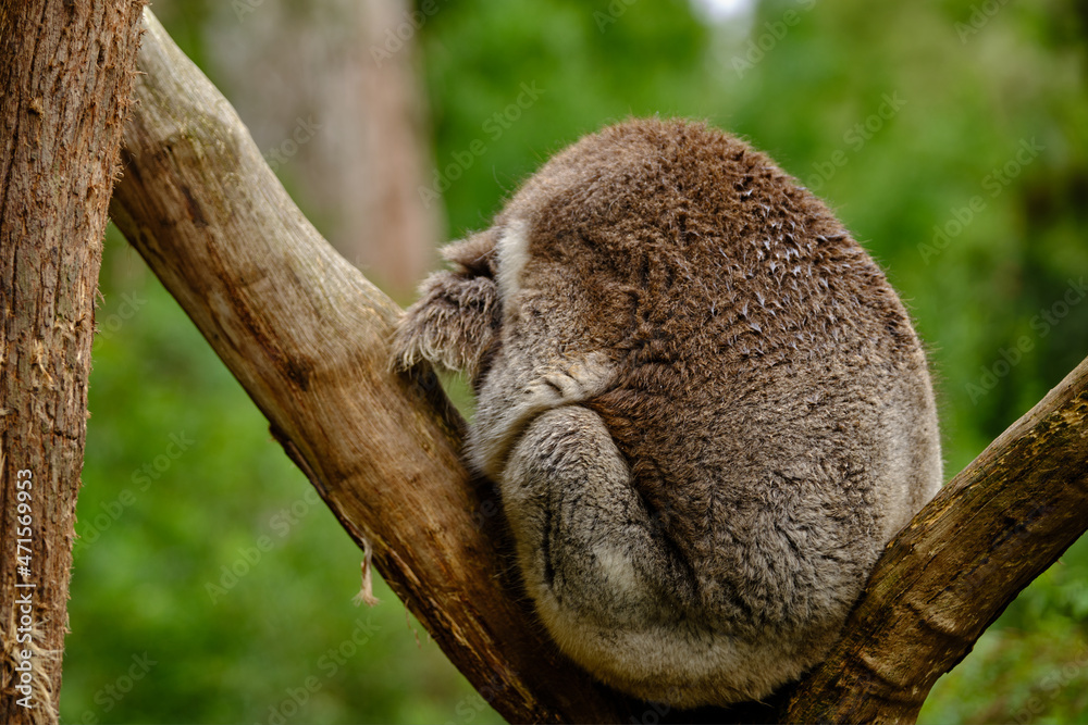 The Koala, is an arboreal herbivorous marsupial native to Australia. It ...