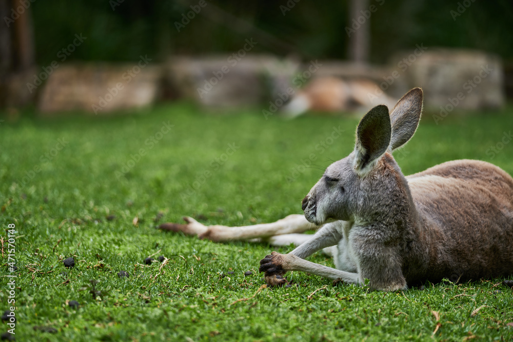 The kangaroo is a marsupial from the family Macropodidae. In common use ...