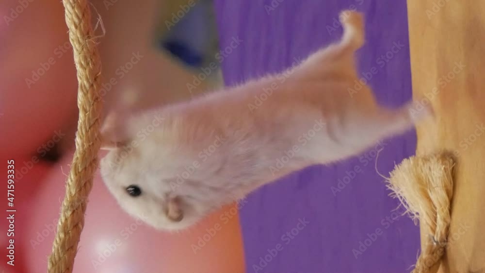 circus hamster on the crossbeam. the hamster performs complex gymnastic ...