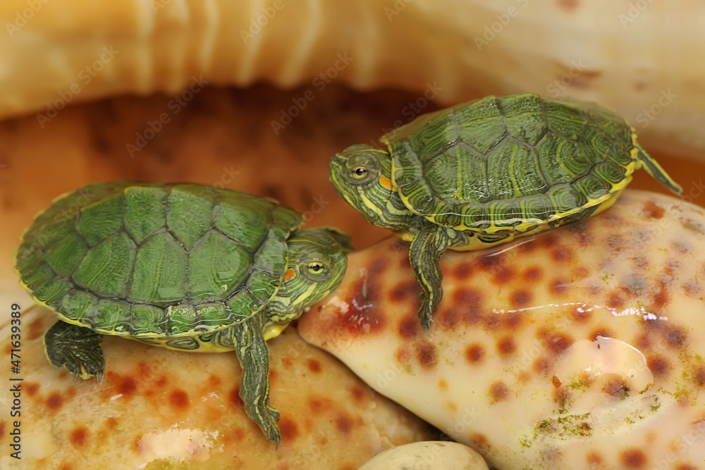 Two red eared slider tortoises are sunbathing on the shells of dead ...