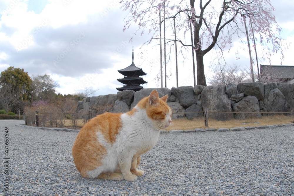 Cat living in Toji temple, Kyoto Stock Photo | Adobe Stock