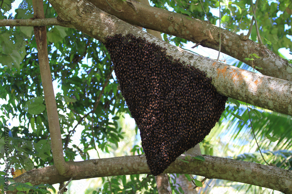 bee hive of wild bees in Indonesia Stock Photo | Adobe Stock