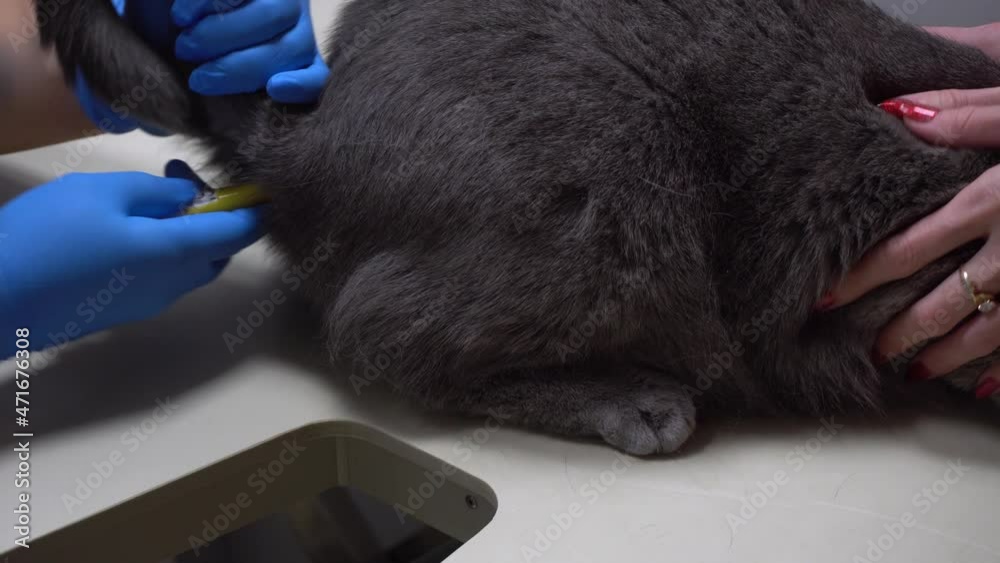 Checking the temperature of the cat through the anal. Pet care at ...