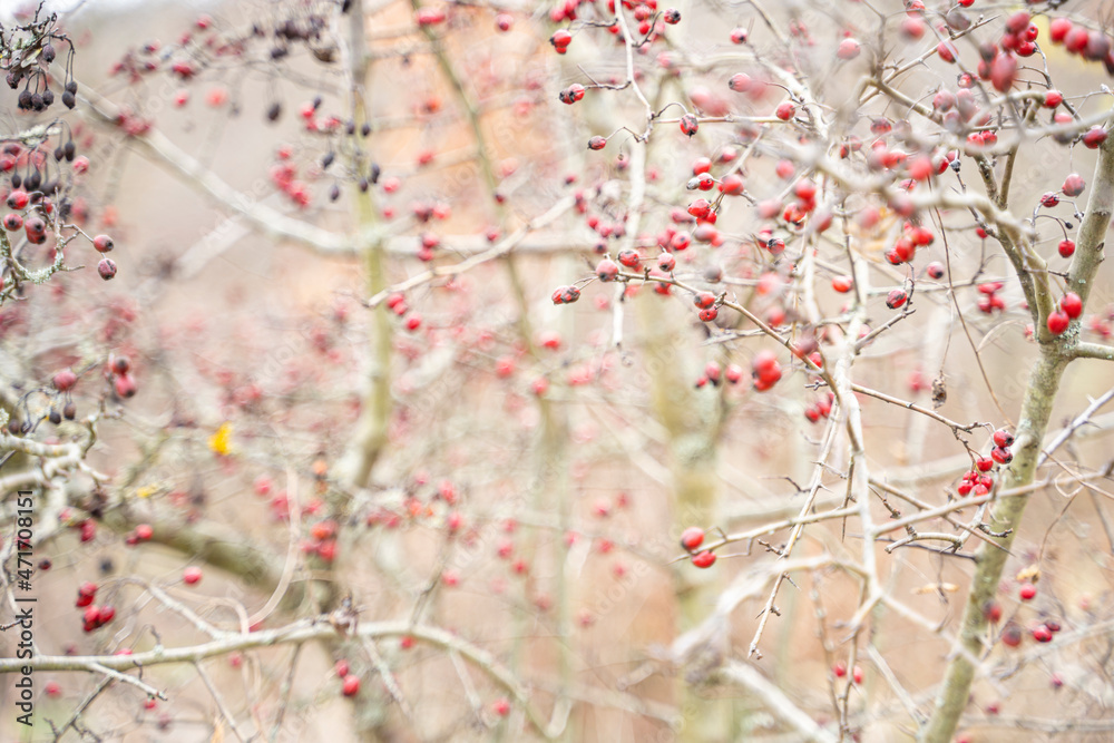 Red rose hips of dog rose. Rosa canina, commonly known as the dog rose ...