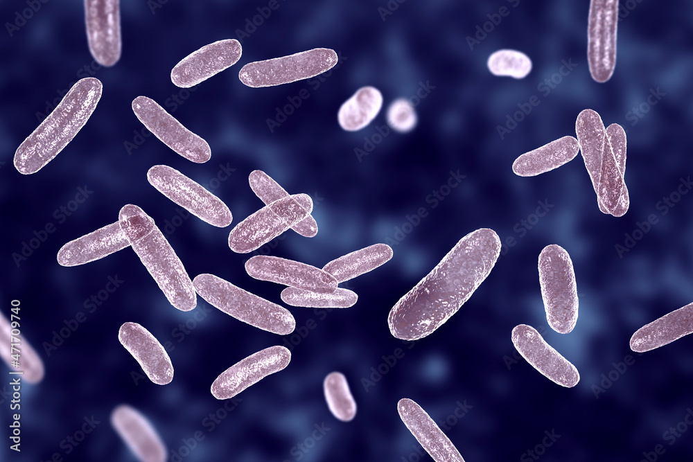 Coliforms Under Microscope