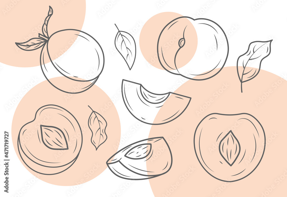 Set of line art peach Stock Vector | Adobe Stock