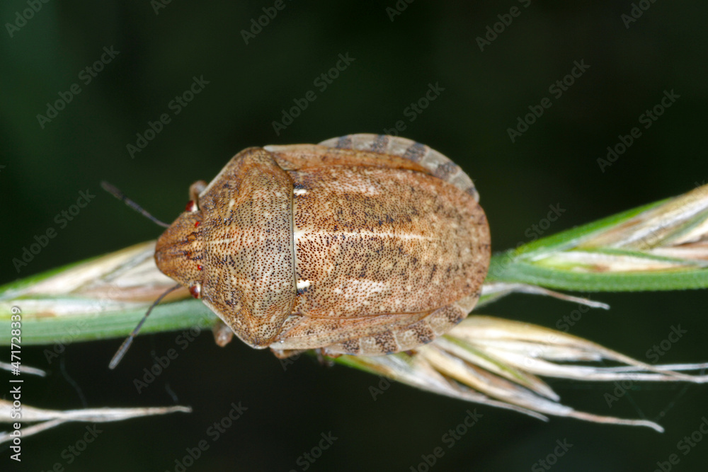 Eurygaster maura is a species of true bugs or shield-backed bugs ...