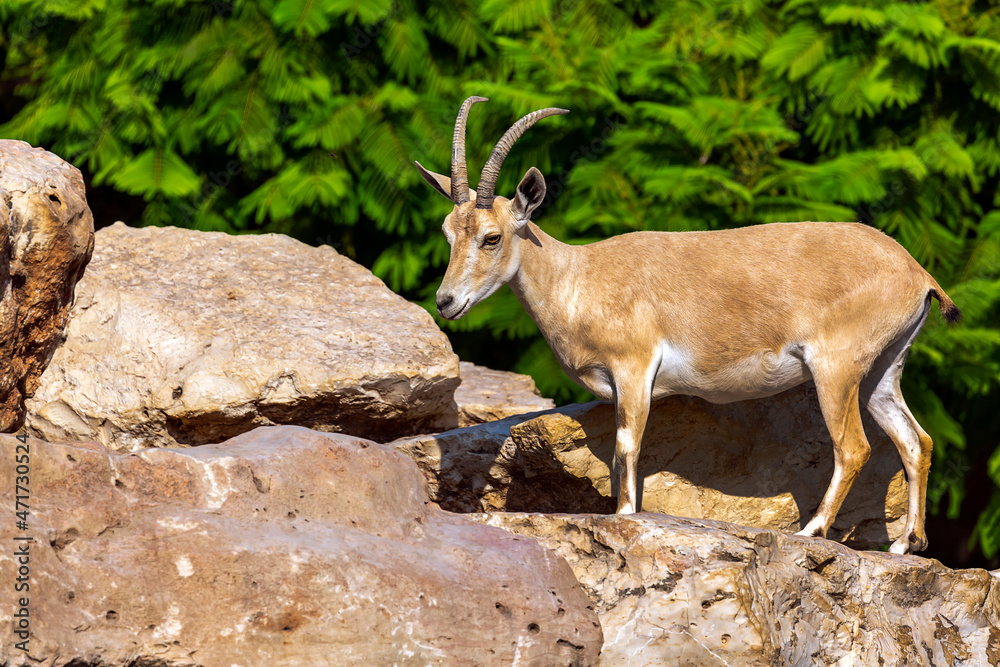 Foto de Cute mountain gazelle. Palestine mountain gazelle walks up ...