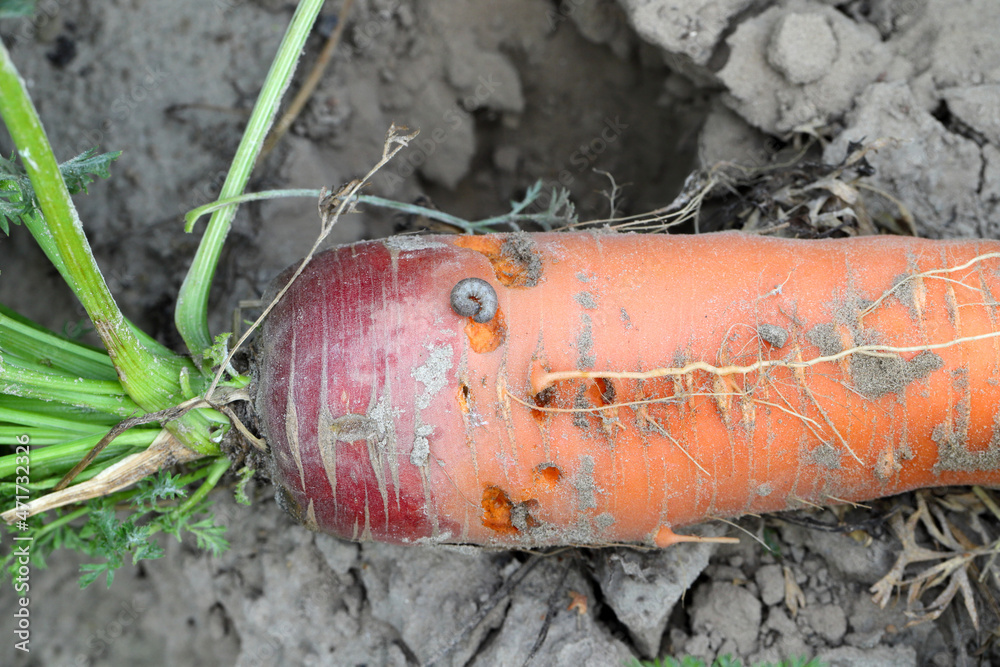 Carrot root damaged by a caterpillar of moths of the owlet moth family ...