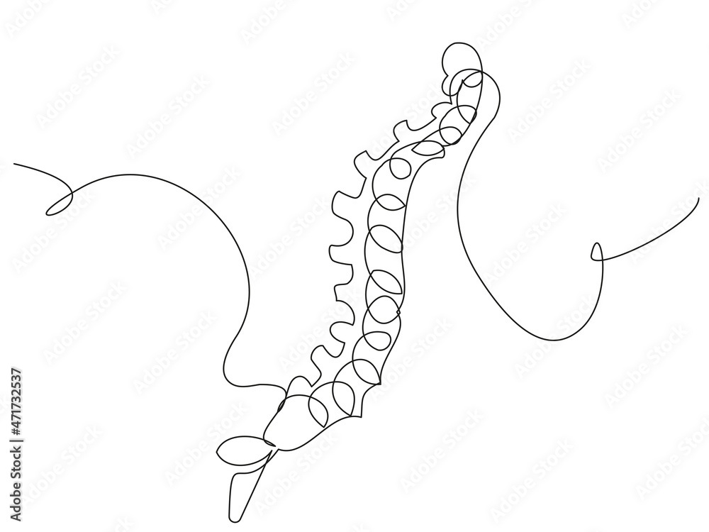 Human spine in one line on a white background. Simple illustration with ...