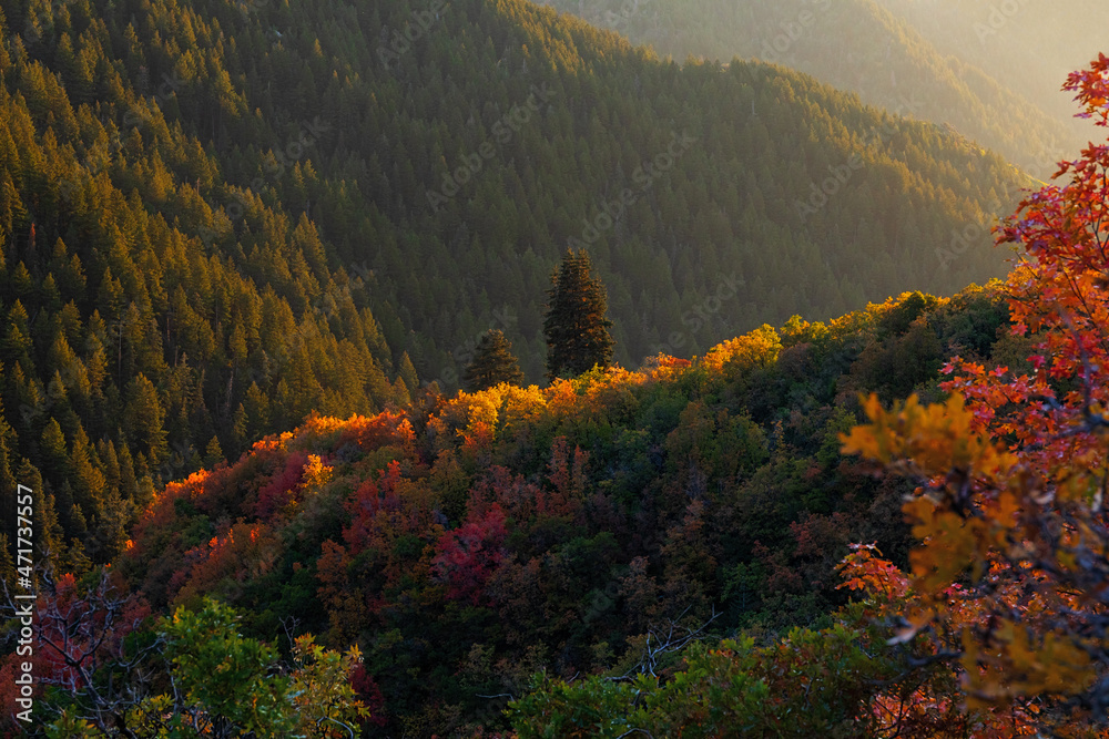 Fall trees Stock Photo | Adobe Stock