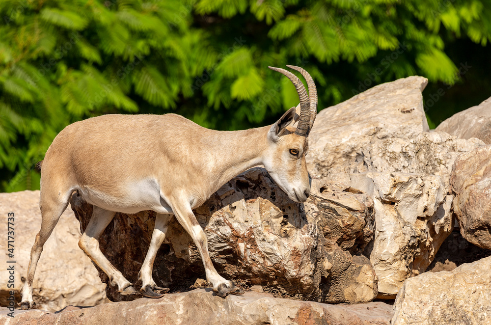 Cute mountain gazelle walks up rocky bluff, Israel. Palestine mountain ...