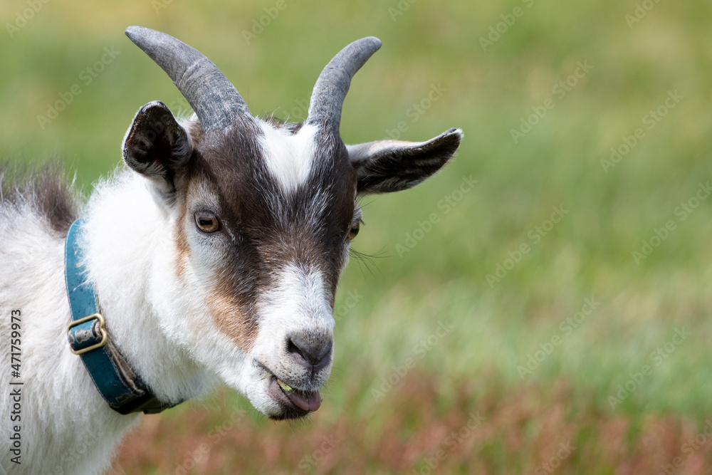 A funny looking expression on a brown colored goat's face. Its head is ...