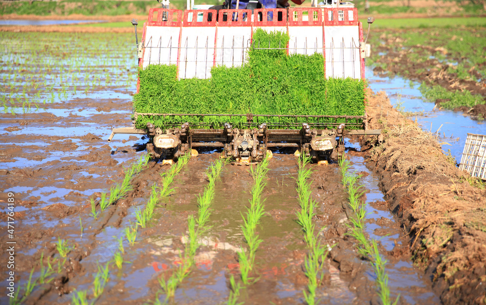 Farmers planting rice in field by using rice planting machine. ภาพถ่าย ...