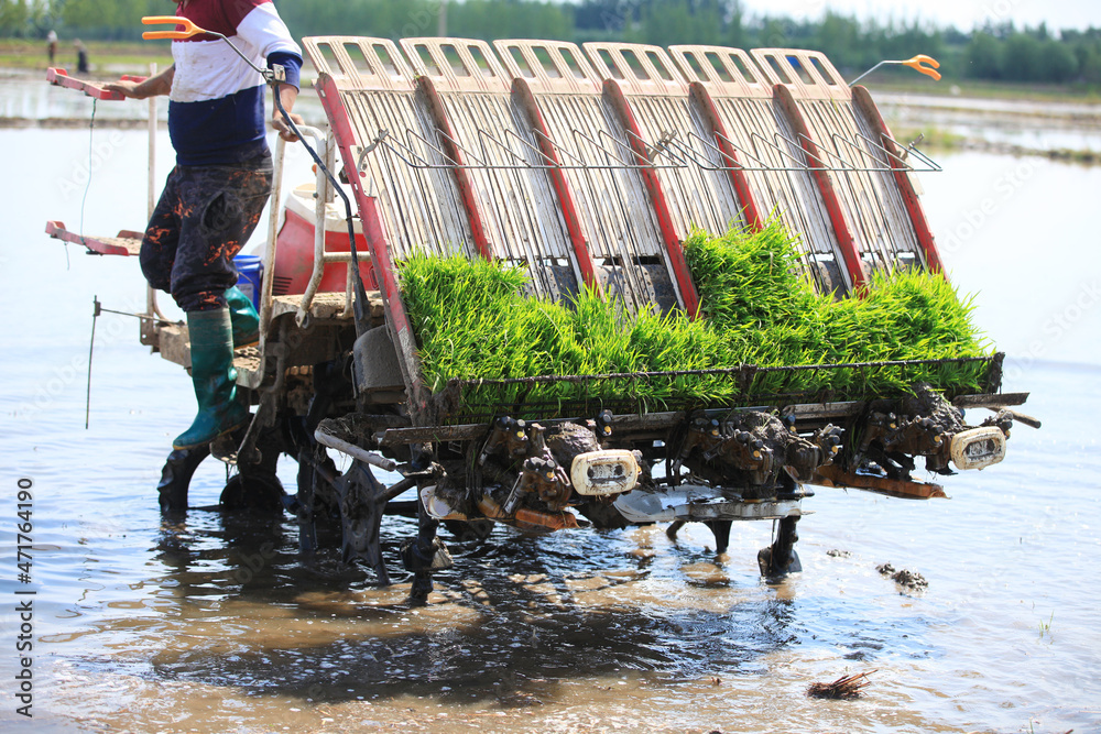 Farmers planting rice in field by using rice planting machine. Stock ...