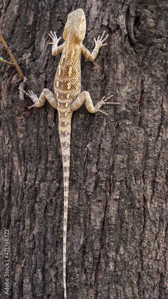 A chameleon perched on a Gum arabic tree in India. The brown wild ...