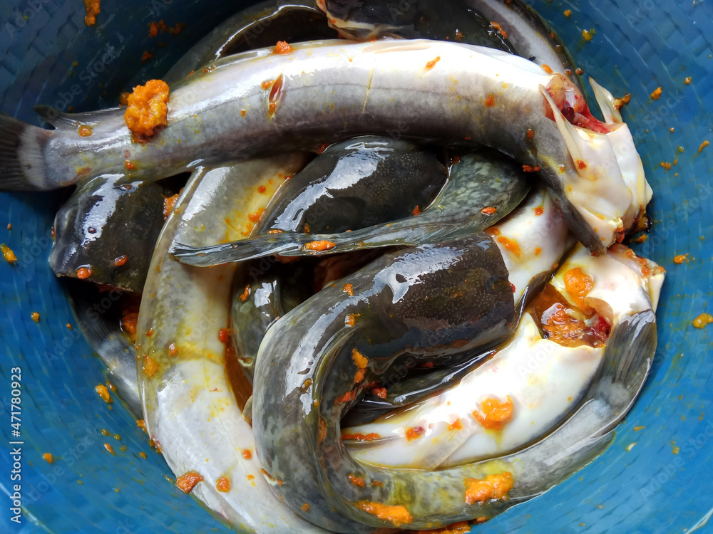 Raw cut catfishes with turmeric seasoning, inside blue basket ...