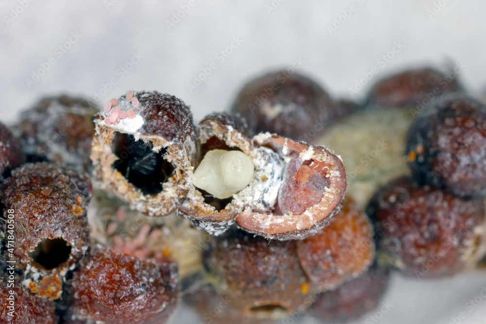 Scutellista caerulea (Pteromalidae) is an important, common biological ...