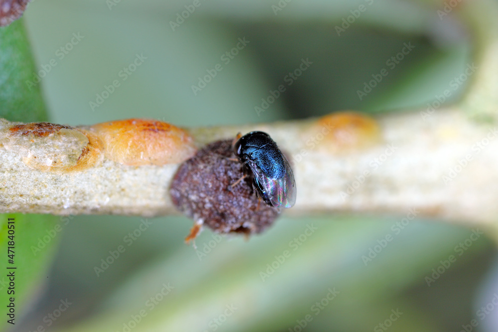 Scutellista caerulea (Pteromalidae) is an important, common biological ...