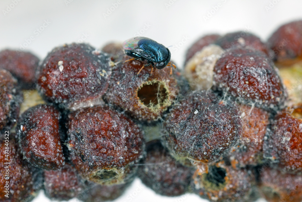 Scutellista caerulea (Pteromalidae) is an important, common biological ...