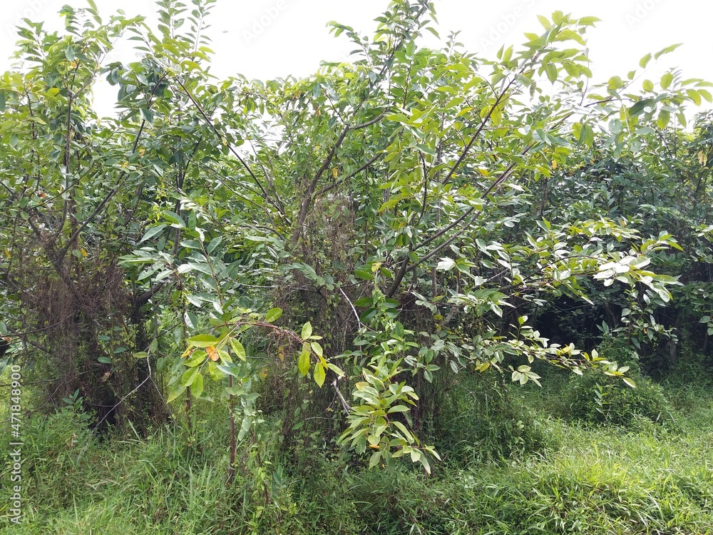 Annona glabra(pond apple) tree and green background Stock Photo | Adobe ...