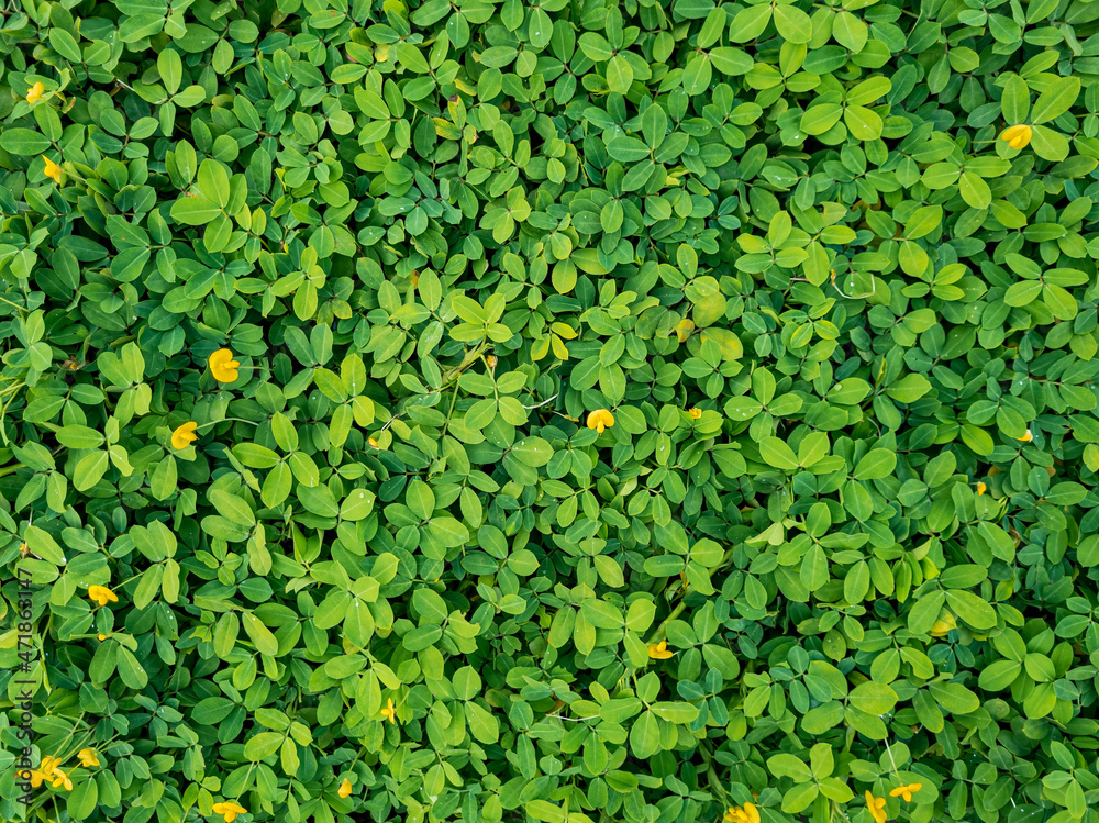 Beautiful, cute small flower and green leaves in the garden. background ...