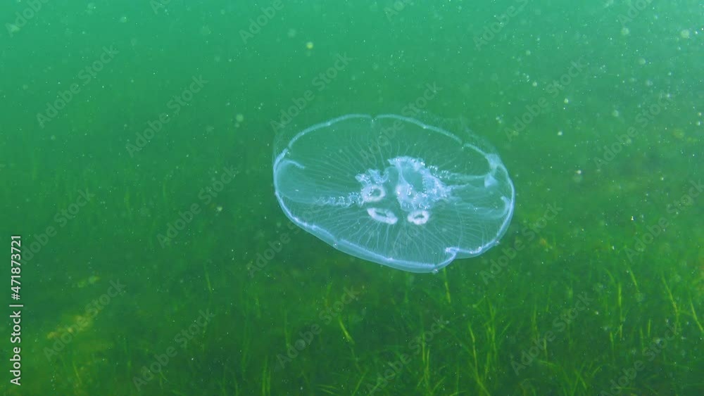 Common jellyfish, moon jellyfish (Aurelia aurita) swims over algae in ...