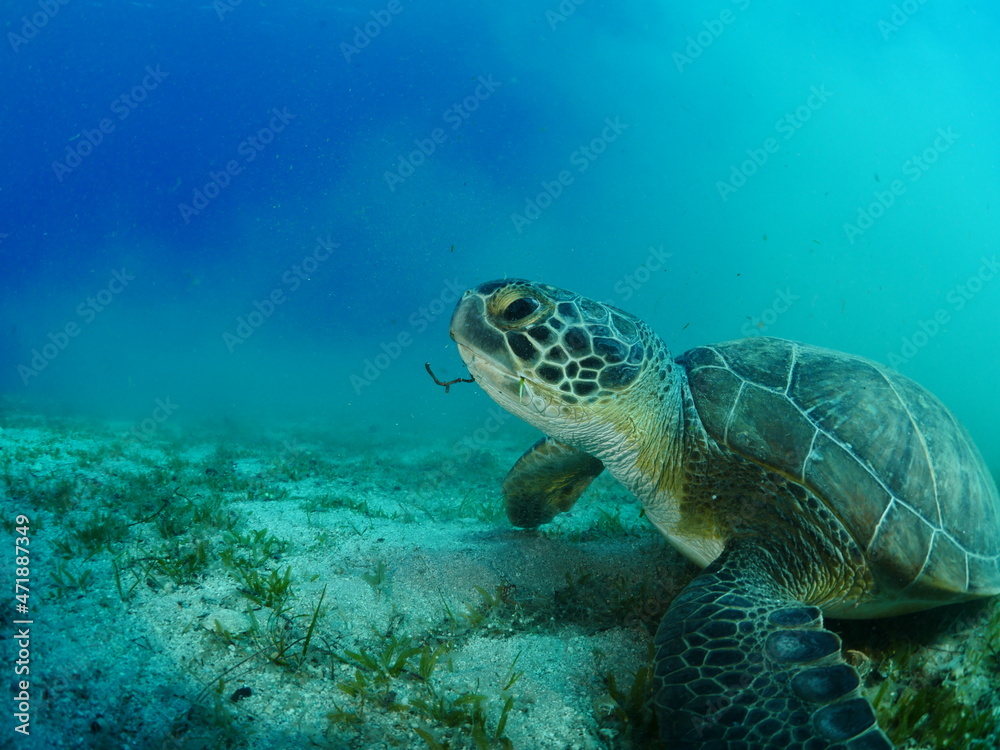 sea turtle underwater swim slow with sun beams and rays ocean scenery ...