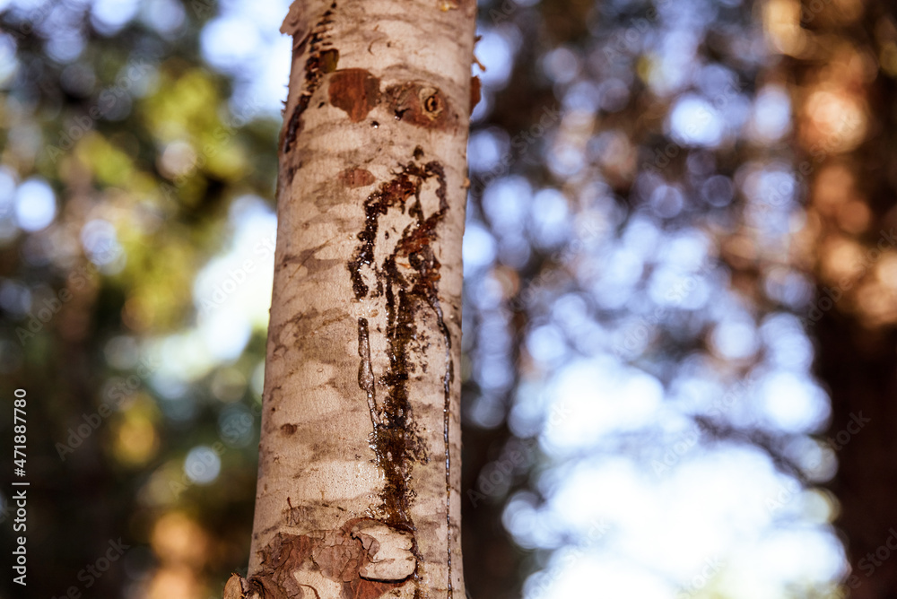 Tree trunk with cutting wounds from which natural resin flows. Stock ...
