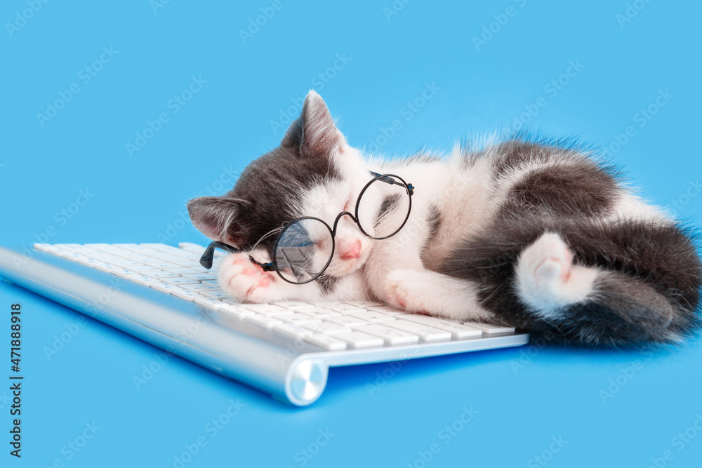 Sleepy Kitten On Computer