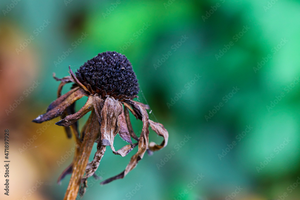 Macro nature of dried up withered flower at end of life cycle ...