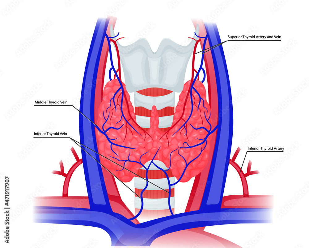 Vessels of the thyroid gland illustration. Thyroid gland arteries and ...