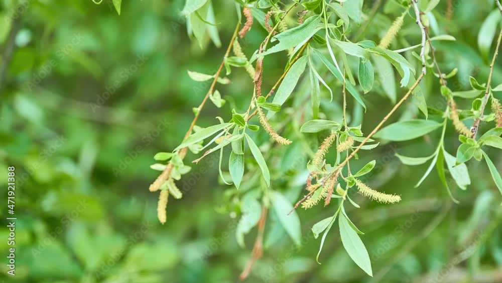 Salix alba, the white willow, is a species of willow native to Europe ...