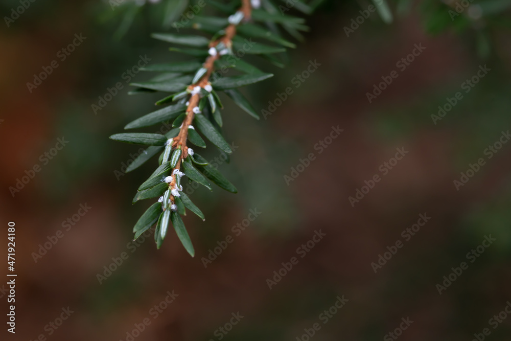 HWA Close Up: Hemlock Woolly Adelgid . White dots that appear on ...