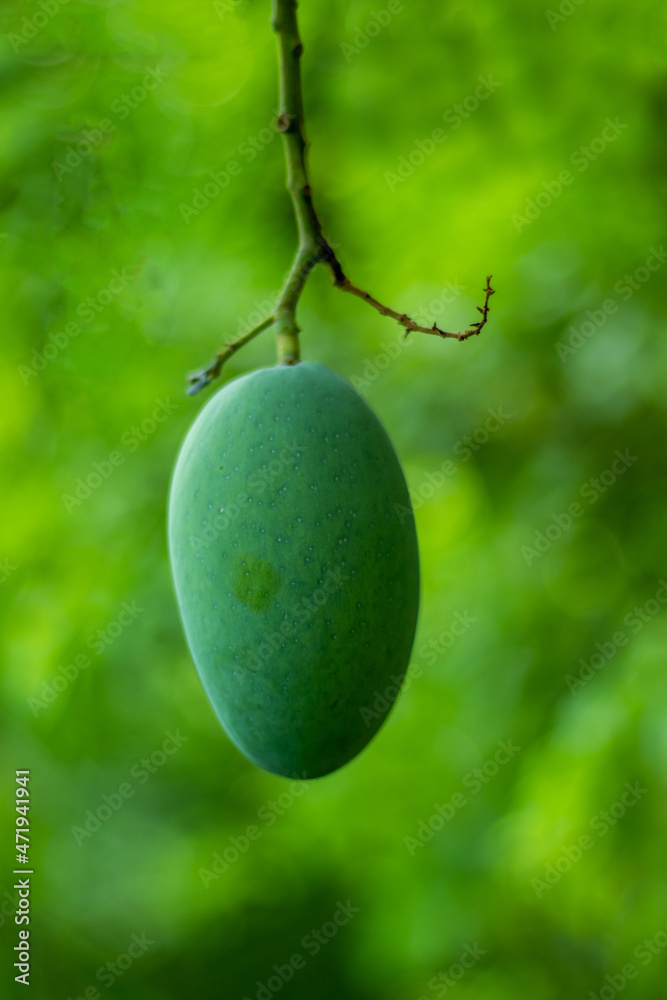 Sour raw mangoes, kacha aam, green mangoes hailed as the king of fruits ...