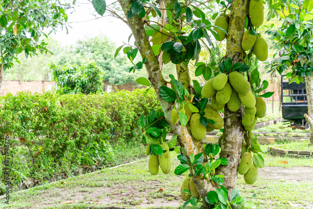 Jackfruit or Pohon Nangka is the name of a kind of tree, as well as ...