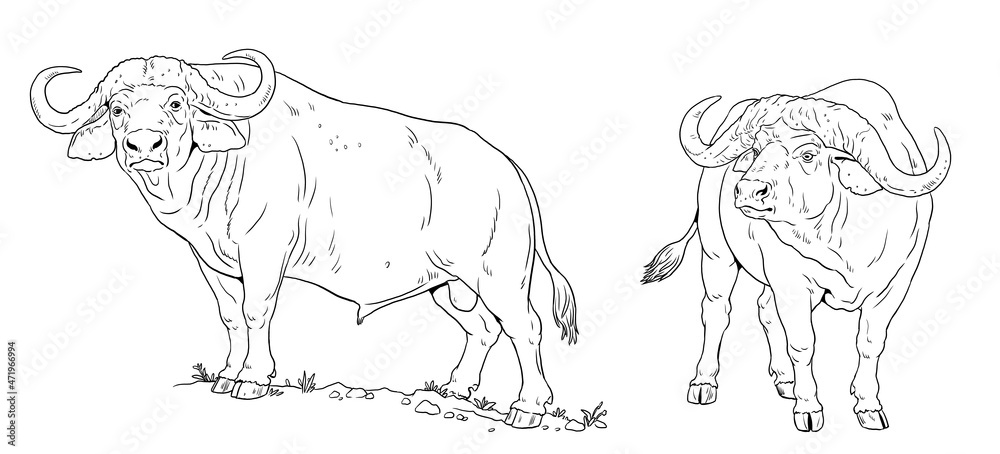 African buffalo. Digital template for coloring with big five animals ...