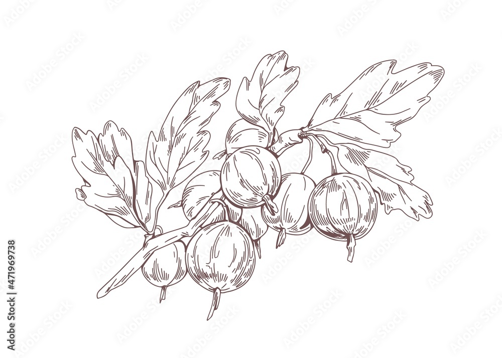 Gooseberry branch with berries and leaf. Outlined vintage botanical ...