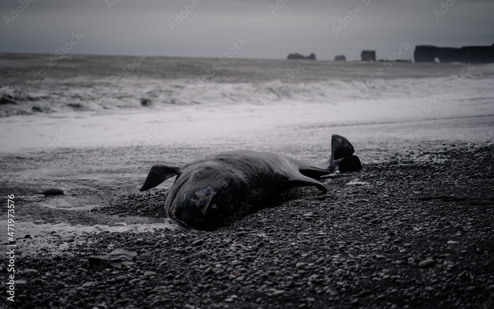 Foto de Corpse of a beached whale on the beach of Vik in Iceland ...