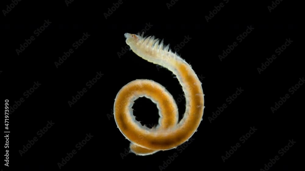Worm family Spionidae under a microscope, class Polychaeta, possibly ...