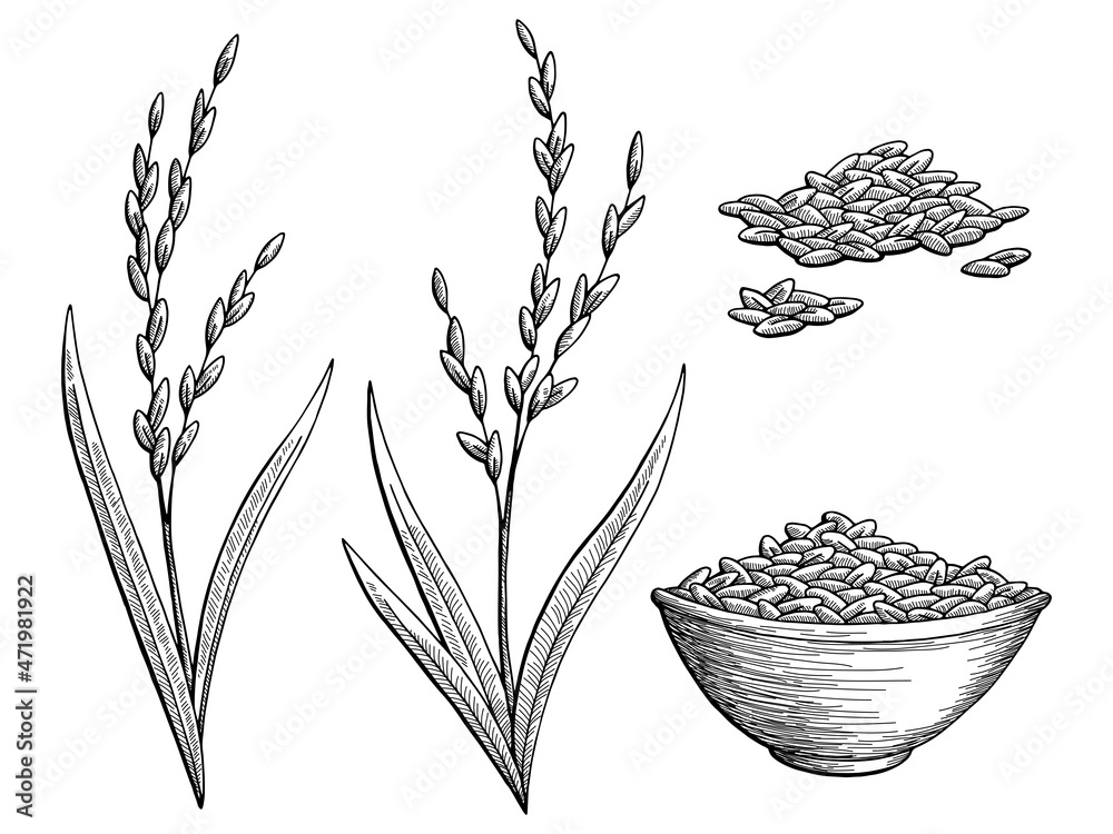 Rice plant graphic black white isolated sketch illustration vector ...