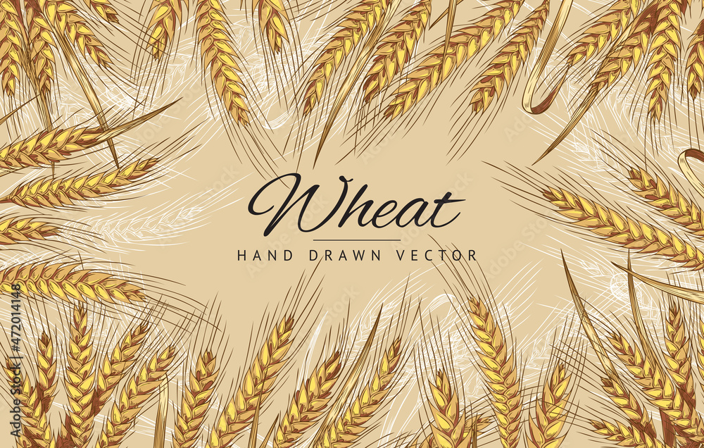 Wheat hand drawn banner layout, vintage engraving style vector ...