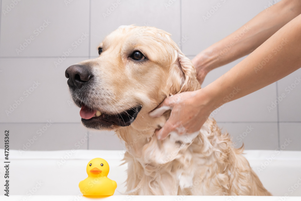 The girl's hands wash the dog in a bubble bath. The groomer washes his ...