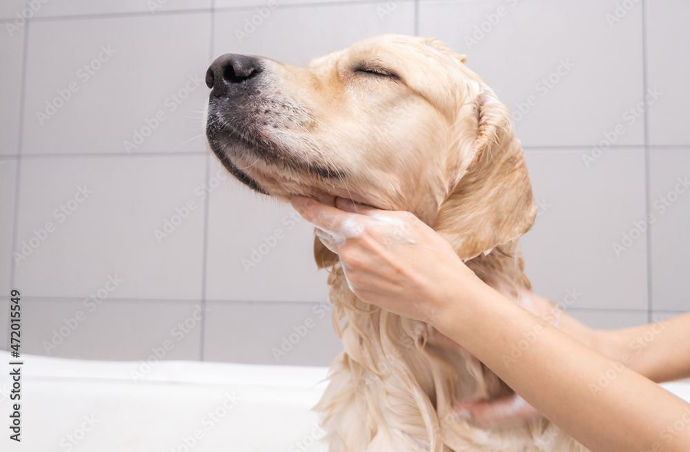 The girl's hands wash the dog in a bubble bath. The groomer washes his ...