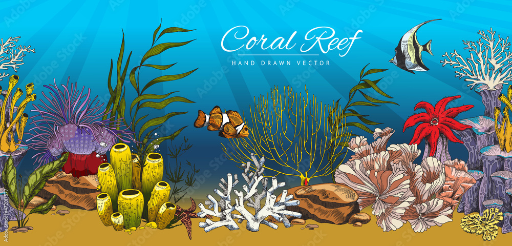 Coral reef hand drawn decorative background or banner vector ...