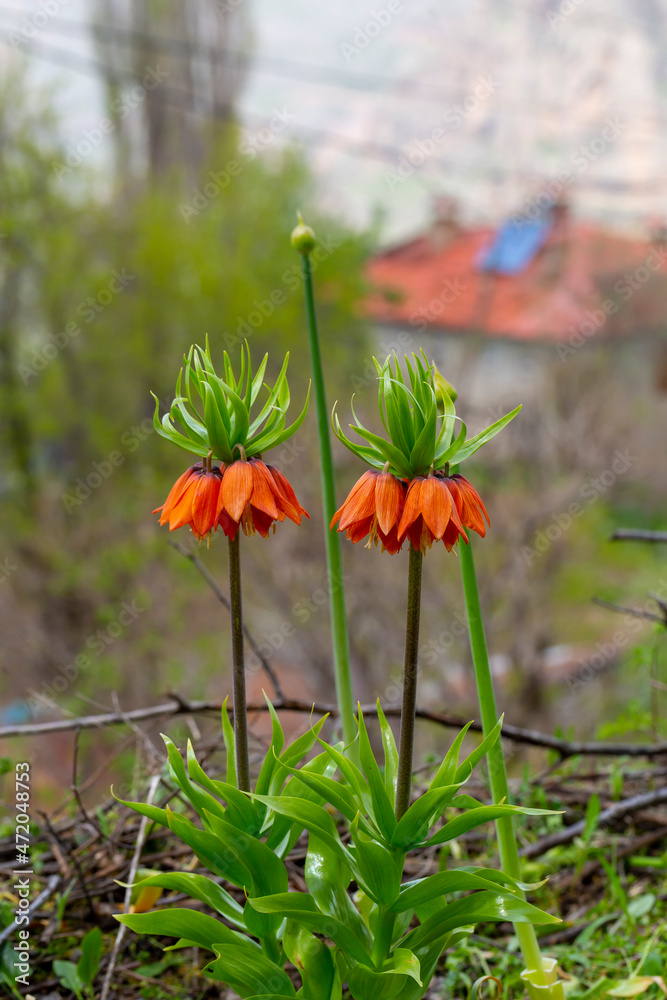 Turkish mountains in the skirts of the opposite lilies. Inverted lilies ...