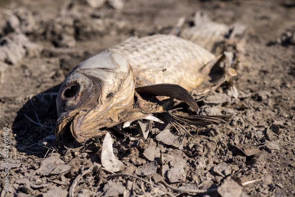 Dead fish with a fly crawling on it. Animal suffocated after water cut ...